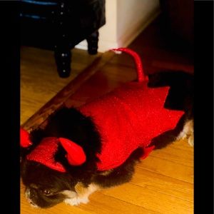Other | Little Devil Dog Costume For Pups | Poshmark